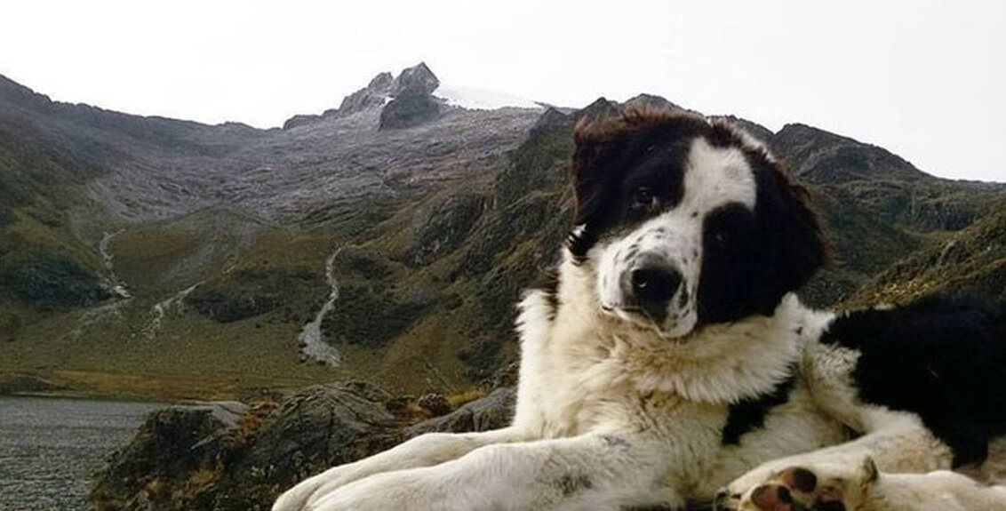 Certifican a los perros Mucuchíes como la única raza pura de Venezuela ...